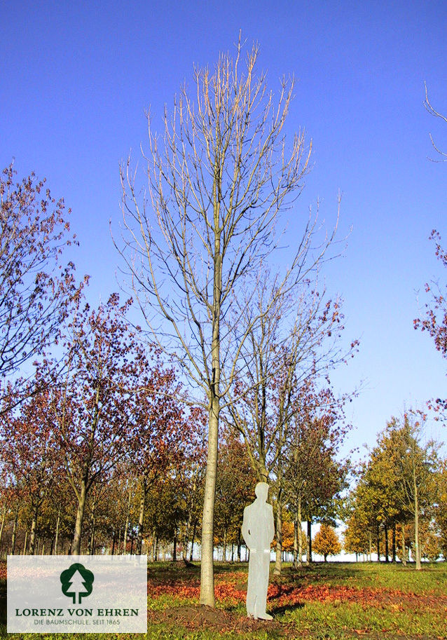 Fraxinus excelsior | Baumschule LvE