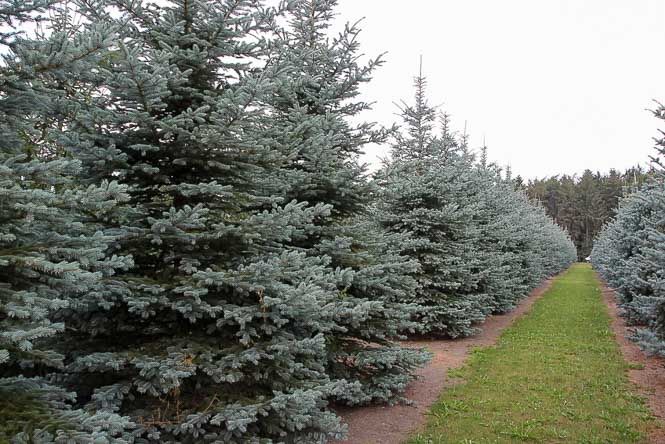 Picea: Alle Sorten & Arten
