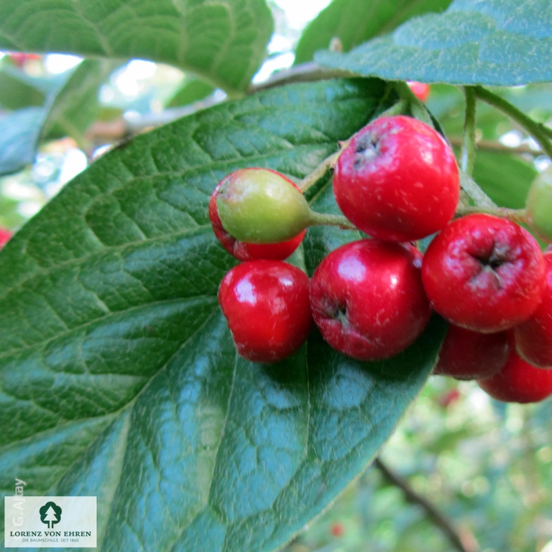 Cotoneaster: Alle Sorten & Arten