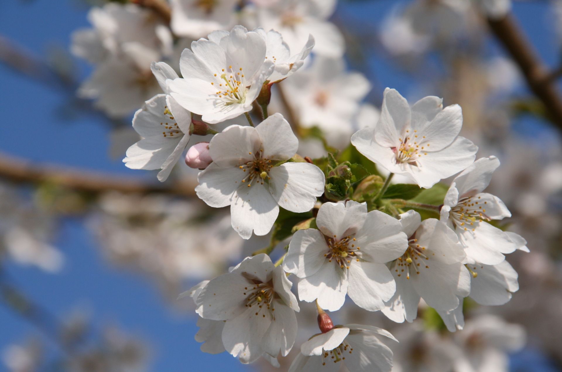 Prunus yedoensis kaufen