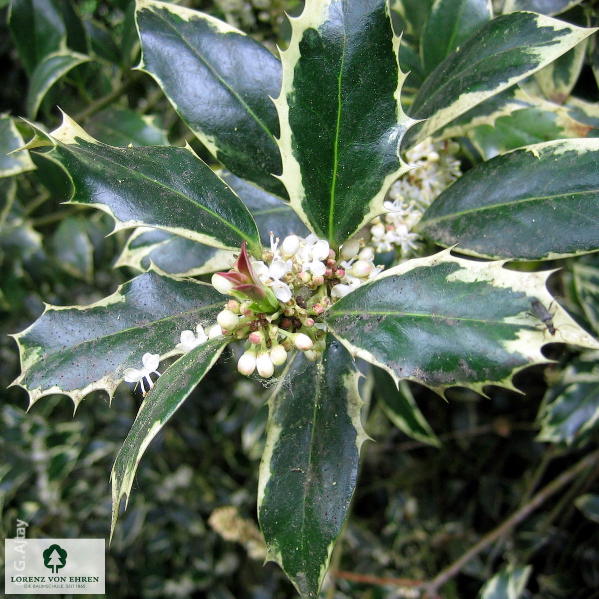 Ilex: Alle Sorten & Arten