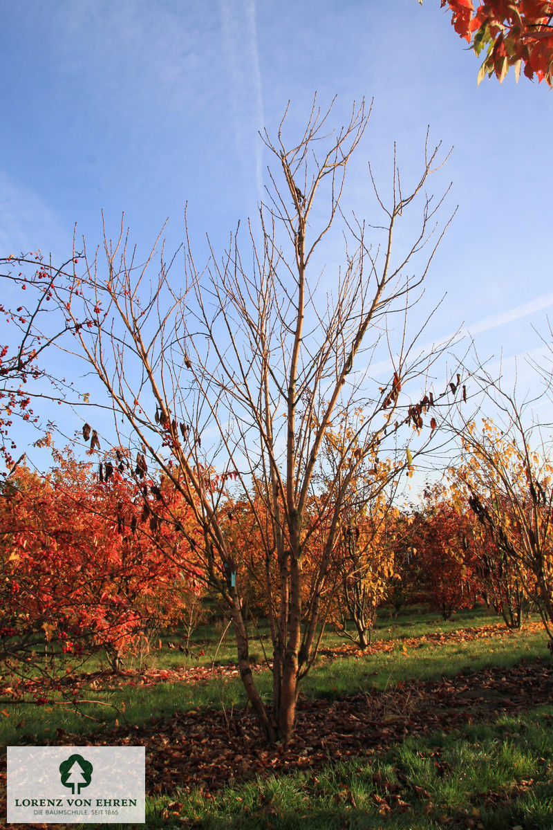 Prunus maackii 'Amber Beauty' | Baumschule LvE