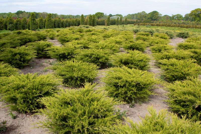 Juniperus: Alle Sorten & Arten