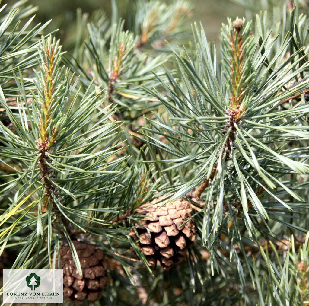 Pinus sylvestris | Baumschule LvE