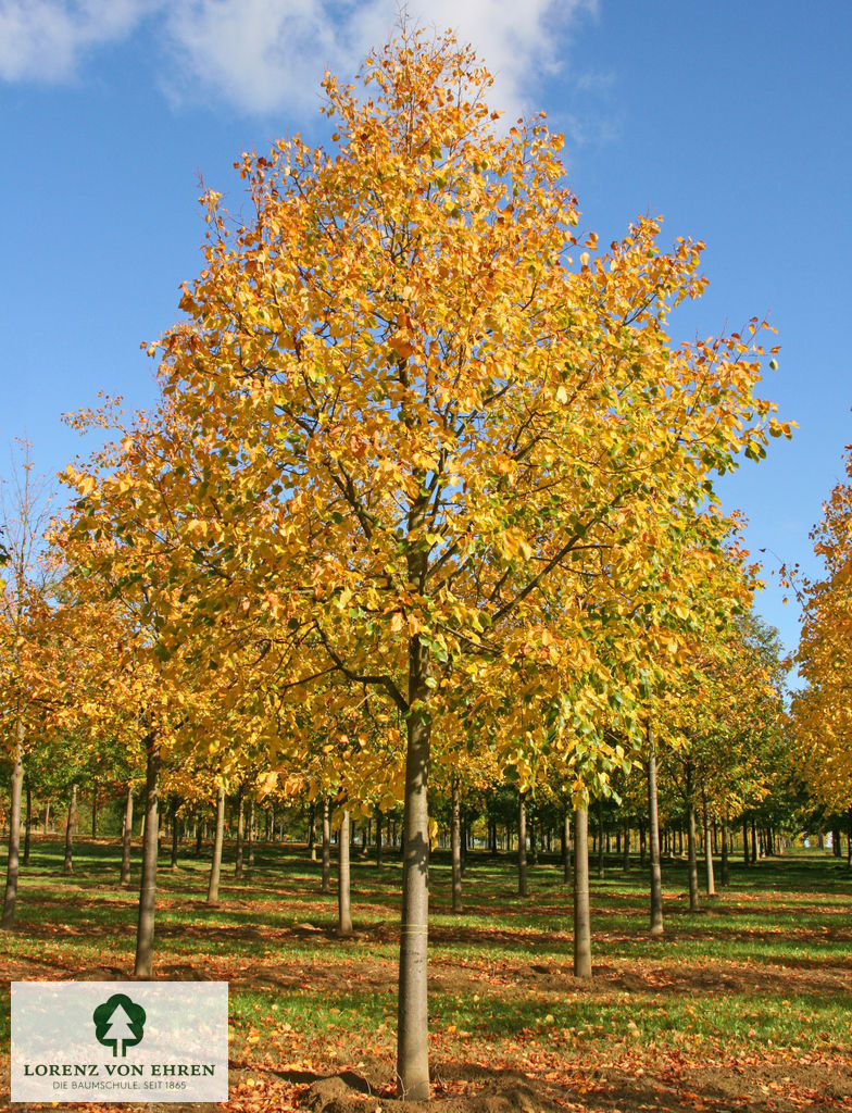 Tilia euchlora | Baumschule LvE