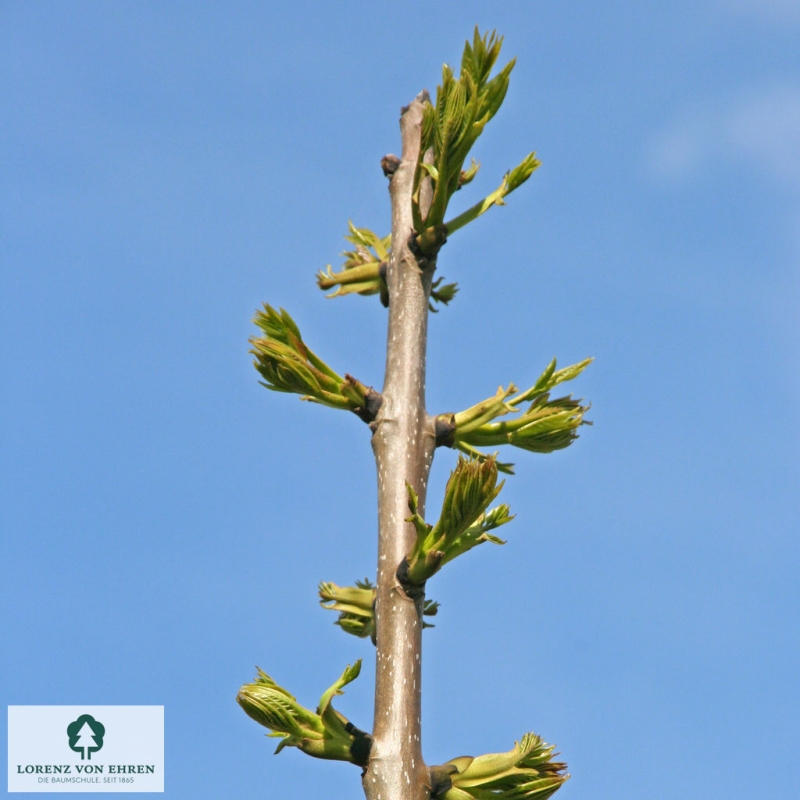 Fraxinus excelsior | Baumschule LvE