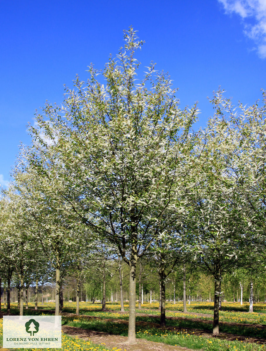 Prunus padus 'Watereri' | Baumschule LvE