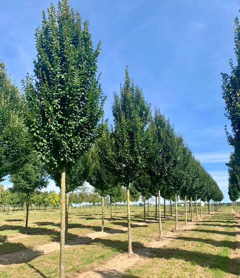 Carpinus betulus Säulen