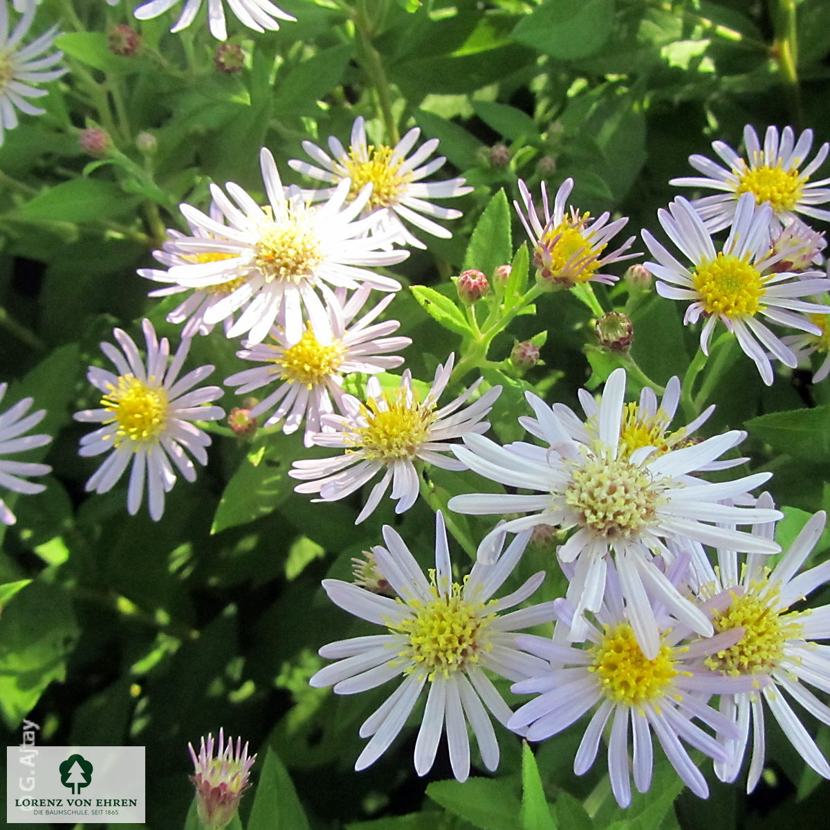 Aster ageratoides 'Ashvi' 3 | Baumschule LvE