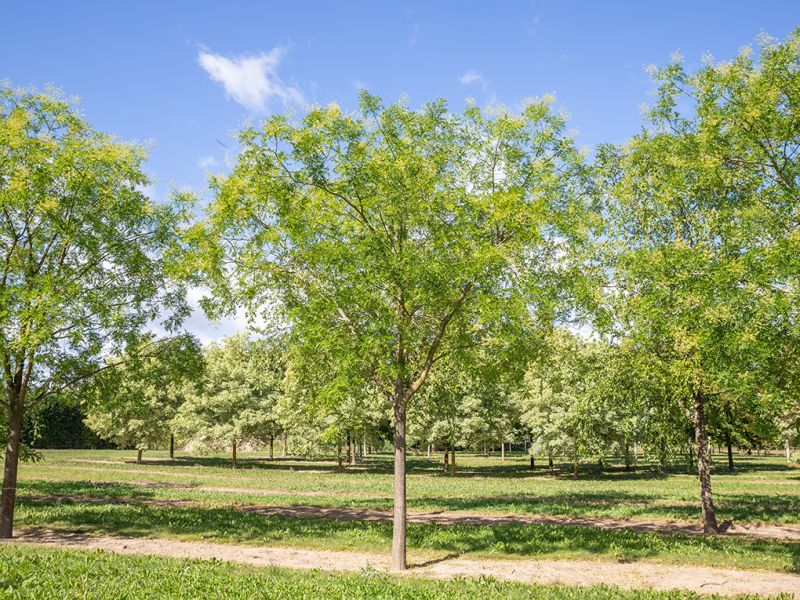 Sophora Styphnolobium