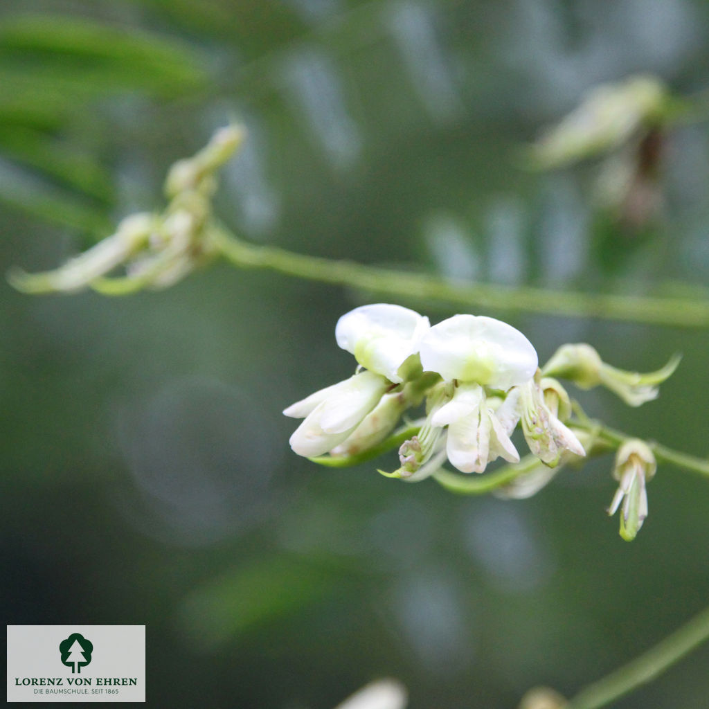 Sophora japonica 'Regent' | Baumschule LvE