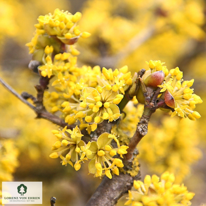 Cornus mas | Baumschule LvE
