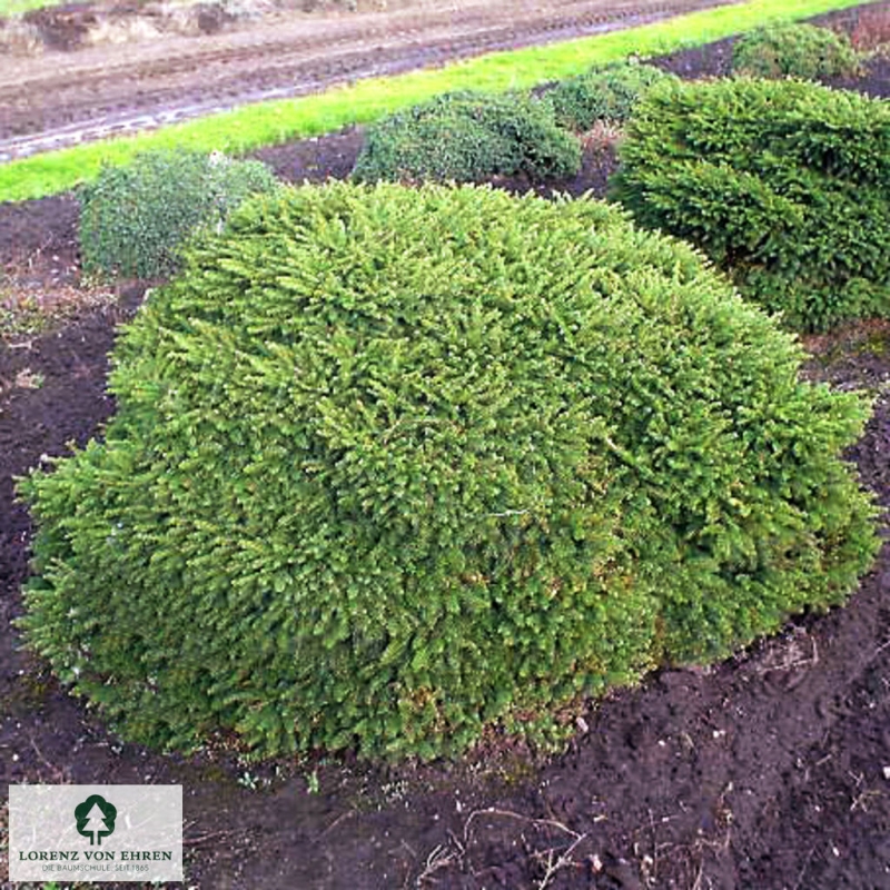 Picea: Alle Sorten & Arten
