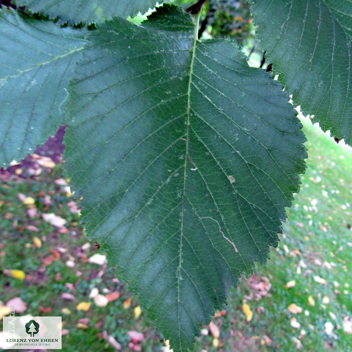 Ulmus hollandica 'Commelin' | Baumschule LvE