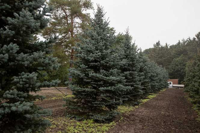 Picea: Alle Sorten & Arten