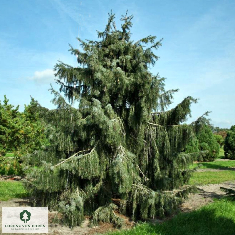Picea: Alle Sorten & Arten