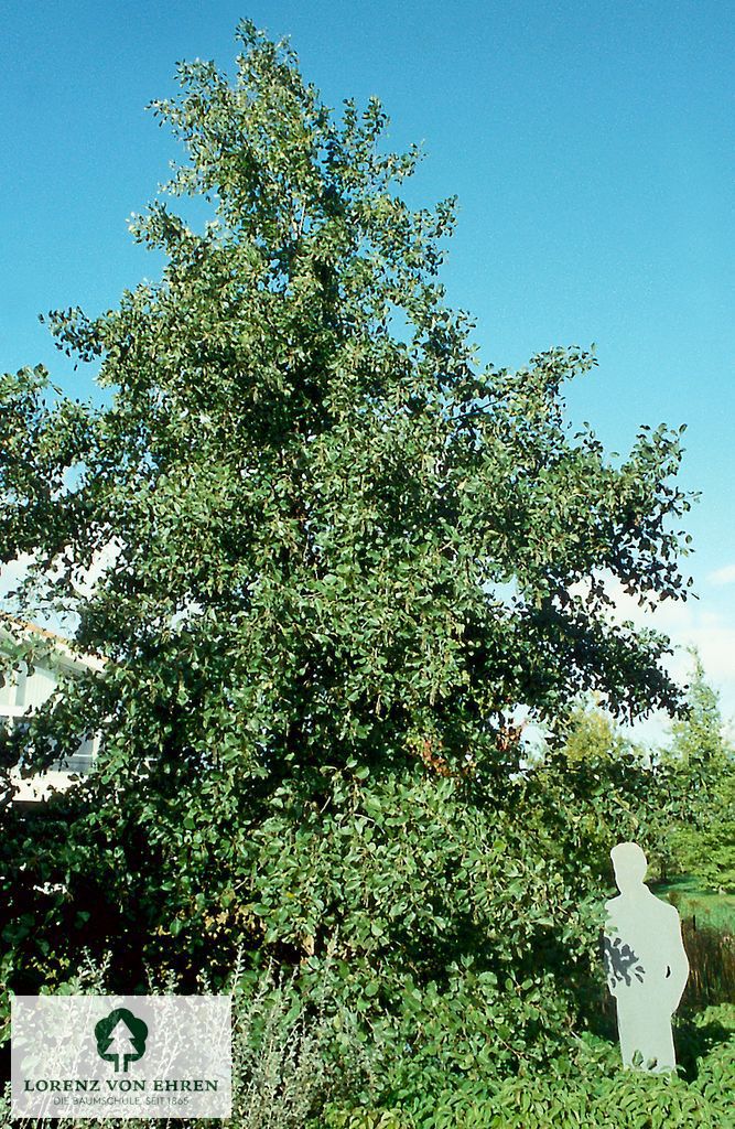 Alnus: Alle Arten und Sorten