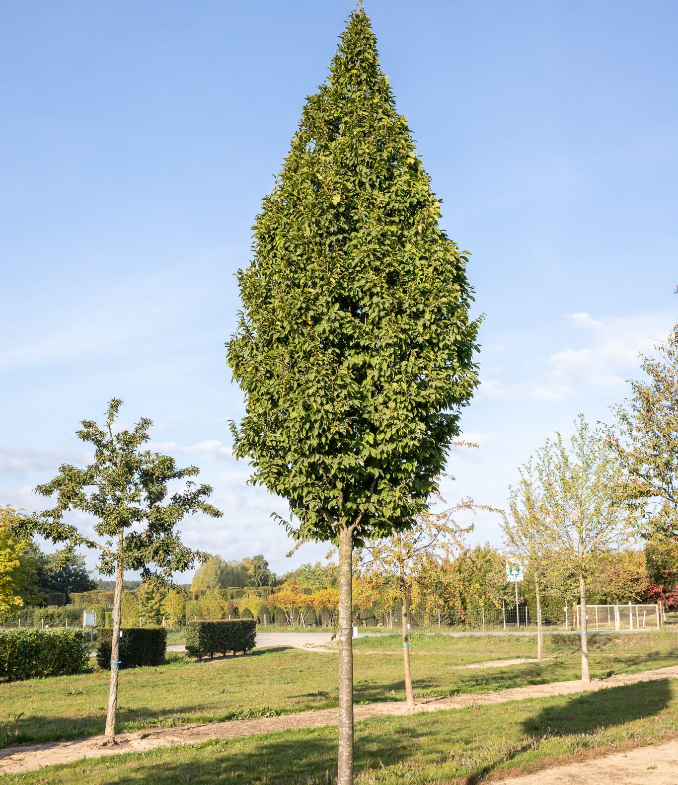 Carpinus betulus Säulen