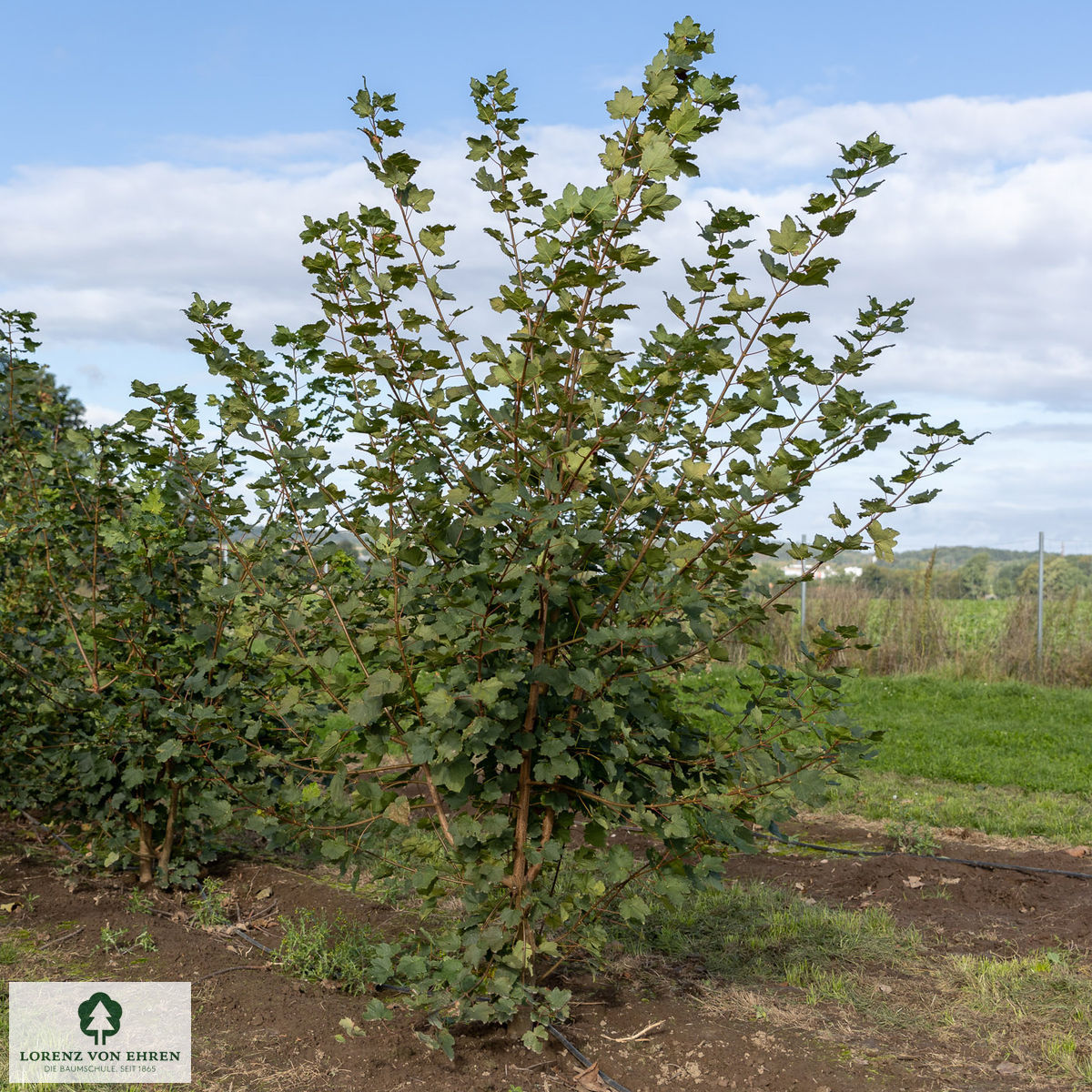 Acer opalus | Baumschule LvE