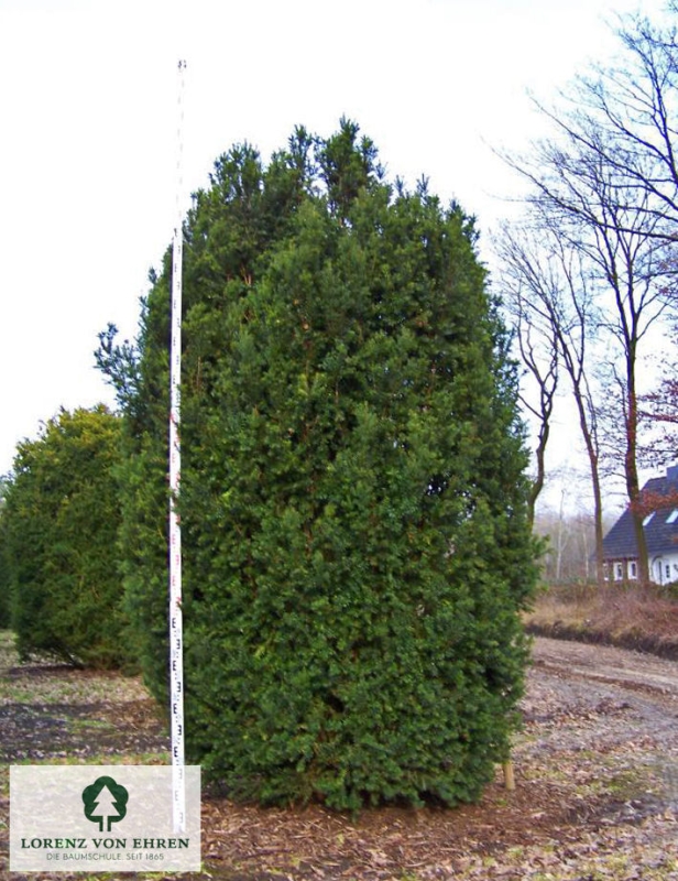 Taxus: Alle Sorten & Arten