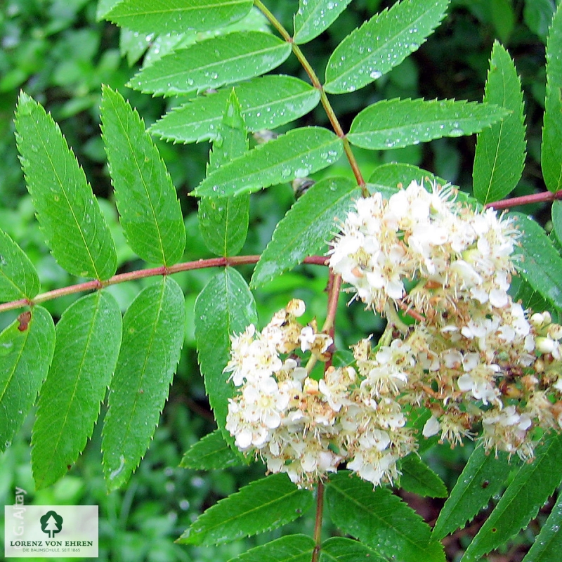 Sorbus aucuparia | Baumschule LvE