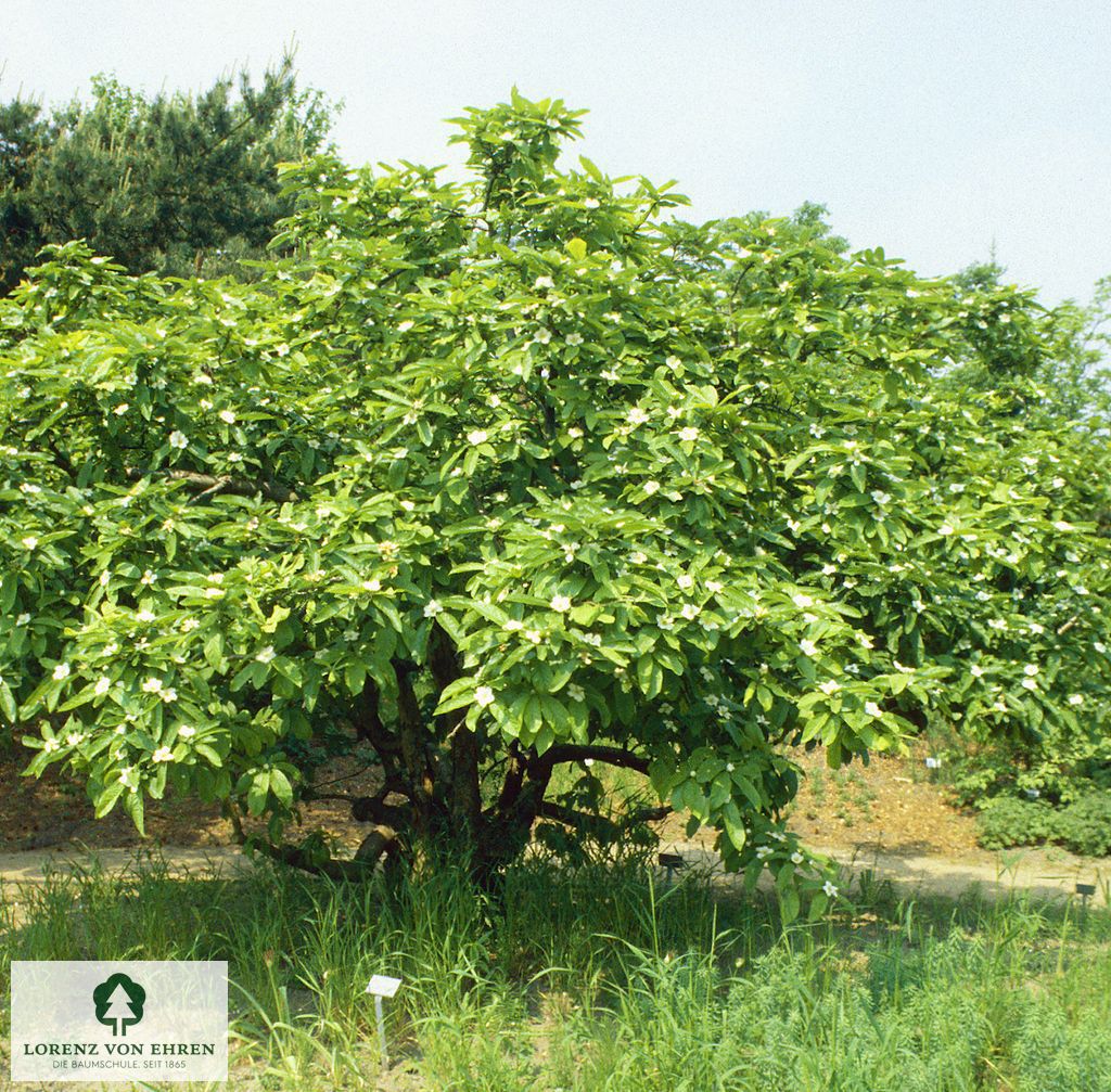 Mespilus germanica | Baumschule LvE