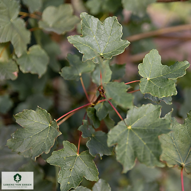 Acer opalus | Baumschule LvE