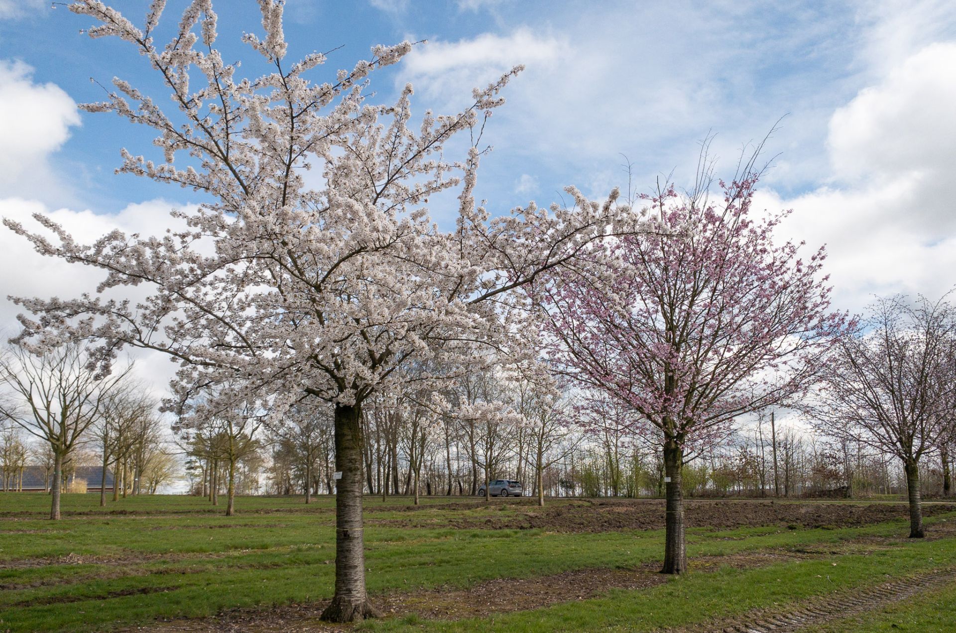 Prunus yedoensis kaufen