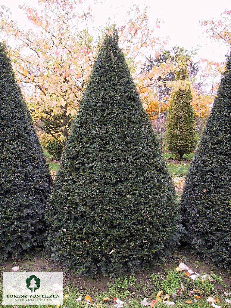 Taxus baccata | Baumschule LvE
