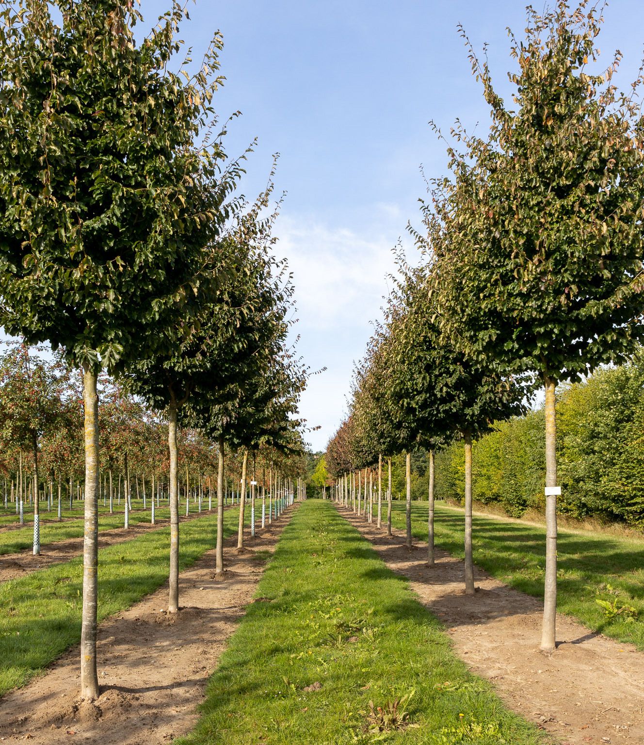 Parrotia persica 'Vanessa'