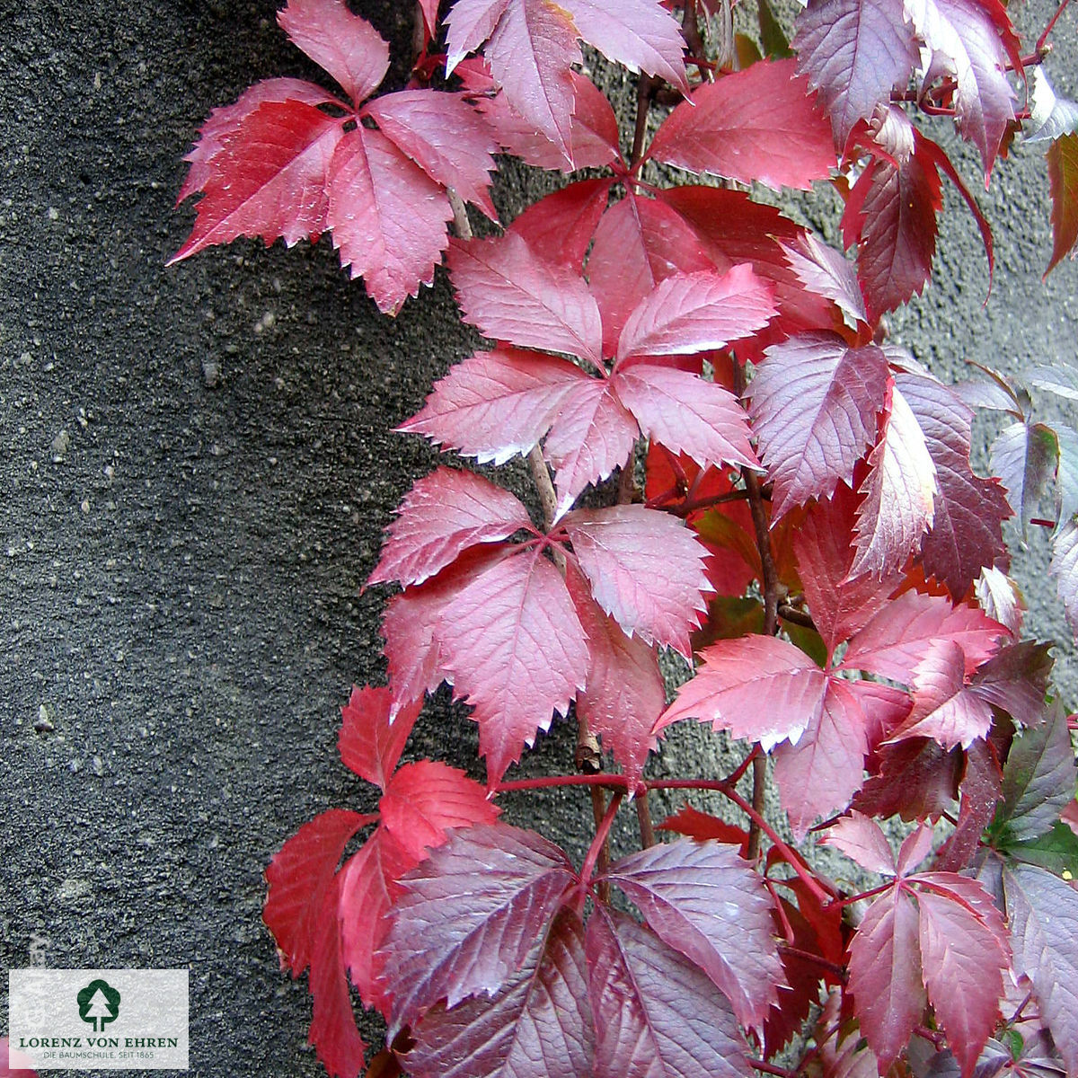 Parthenocissus quinquefolia | Baumschule LvE
