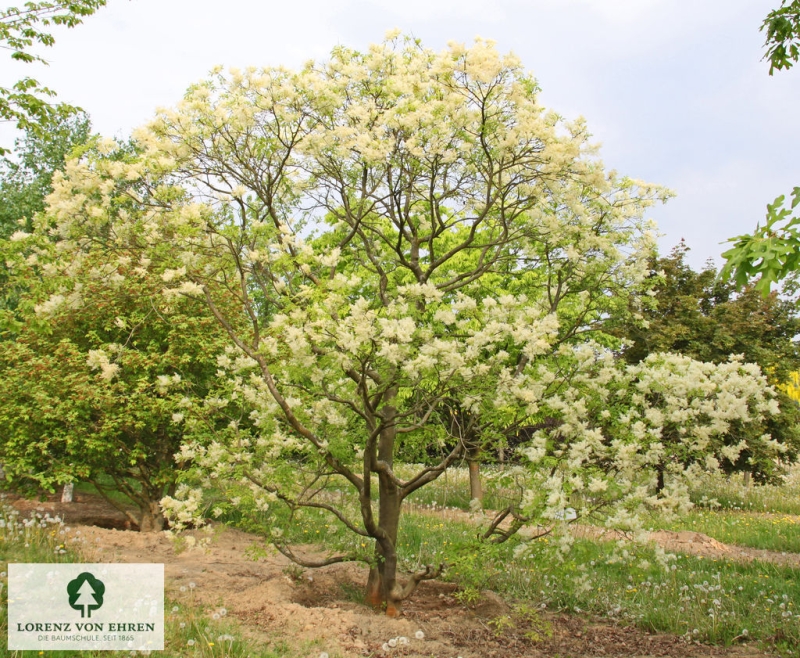 Fraxinus ornus | Baumschule LvE