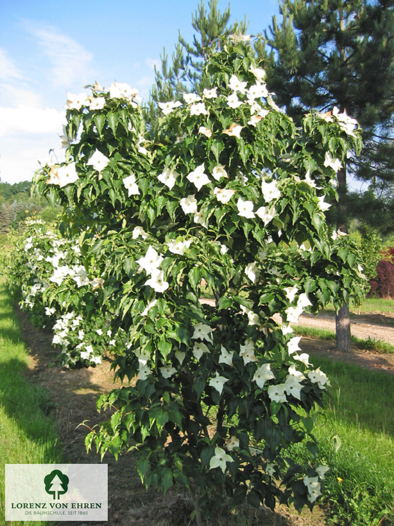Cornus