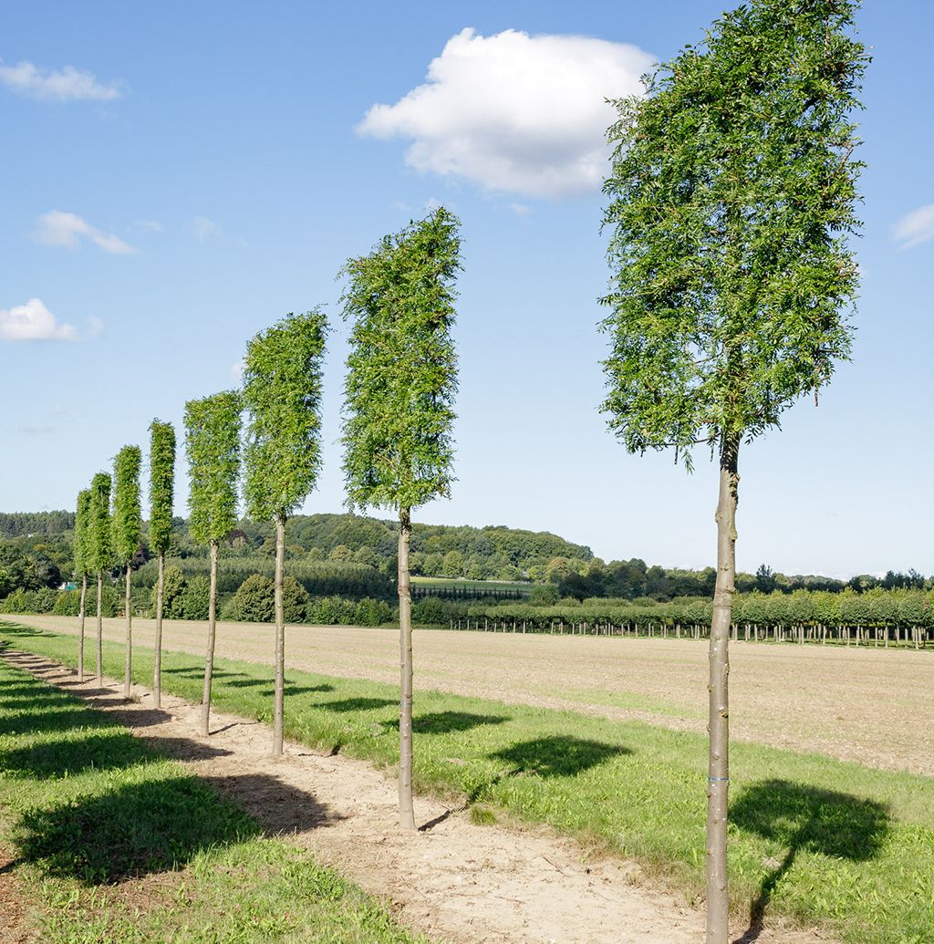 Spalierbäume