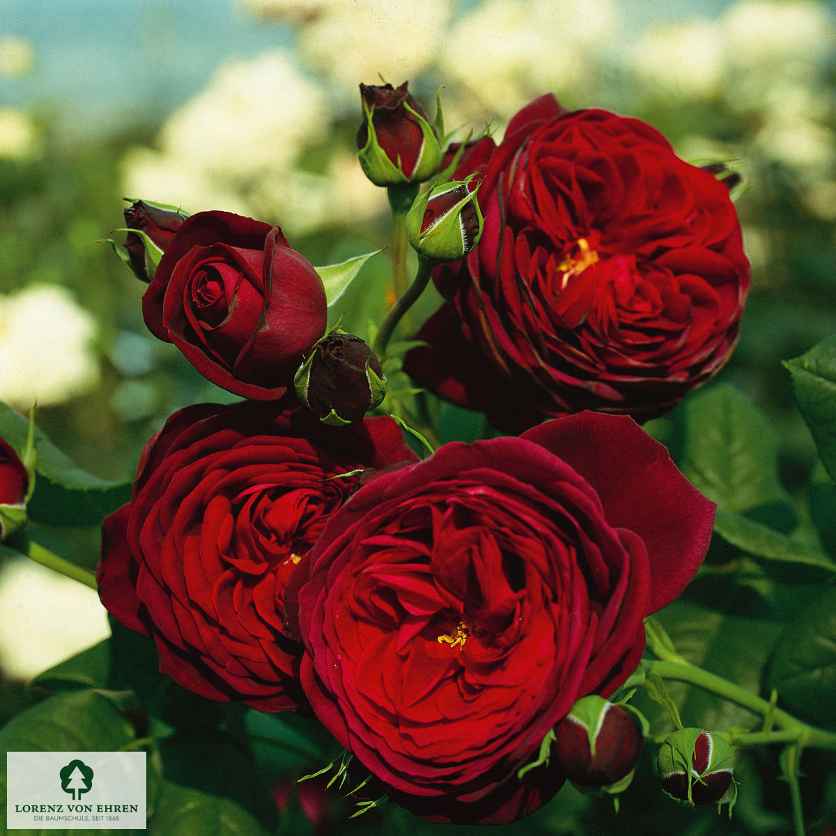 Rose Gräfin von Hardenberg rot 6 STR | Baumschule LvE