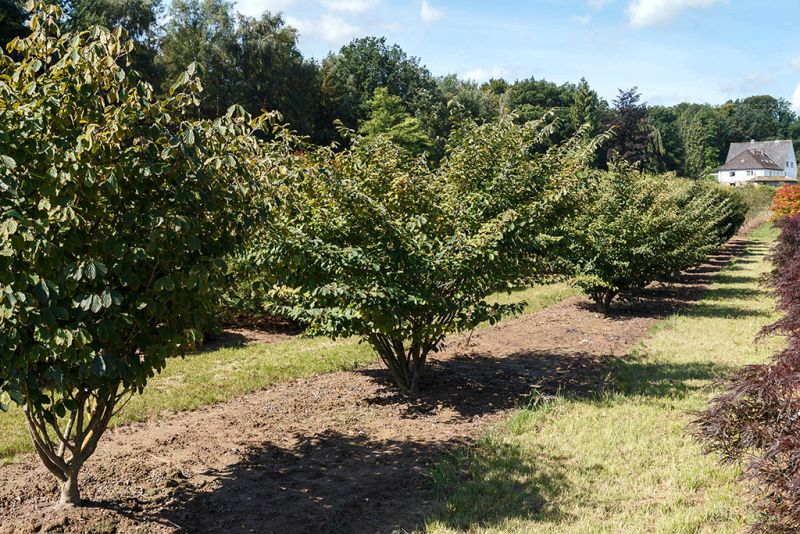 Hamamelis: Alle Sorten & Arten