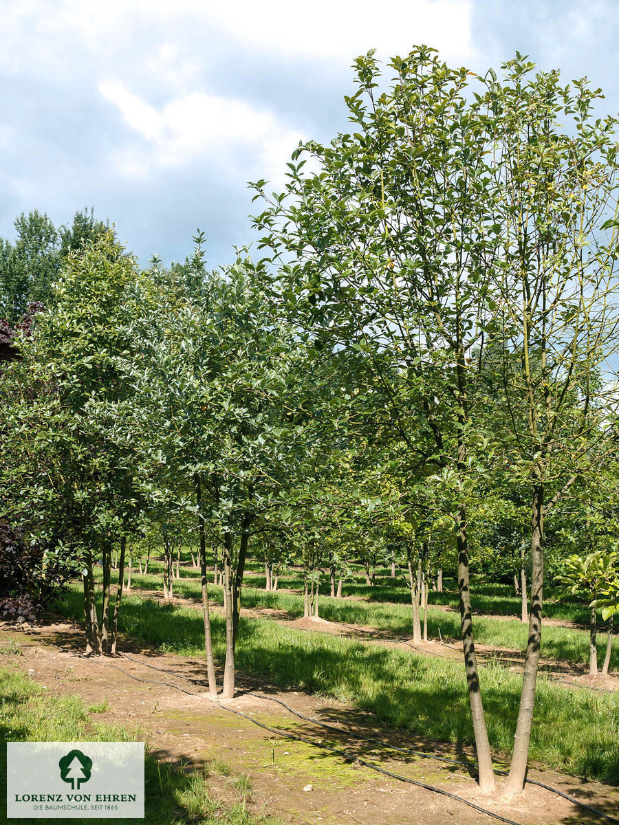 Sorbus aria | Baumschule LvE
