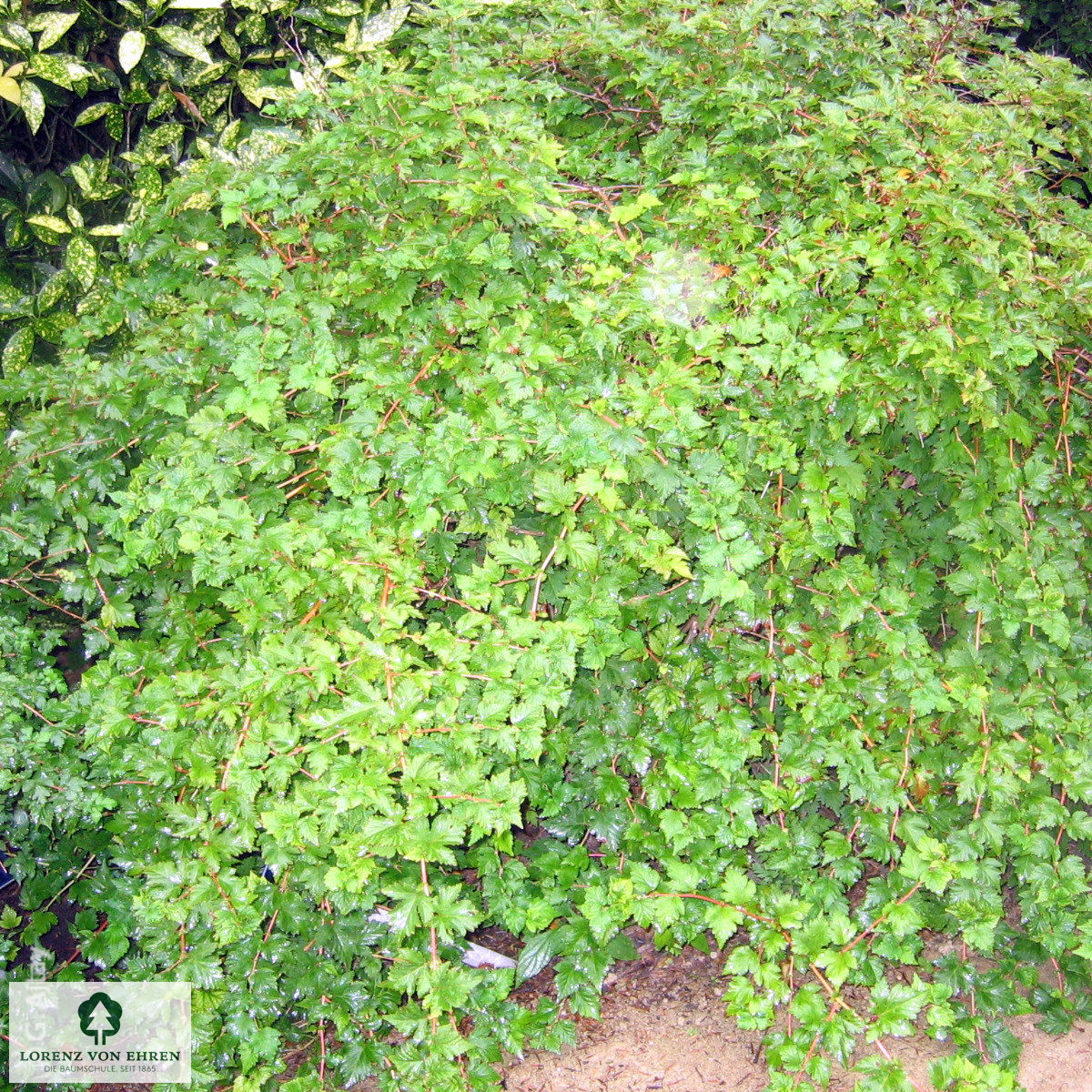 Stephanandra incisa 'Crispa' | Baumschule LvE