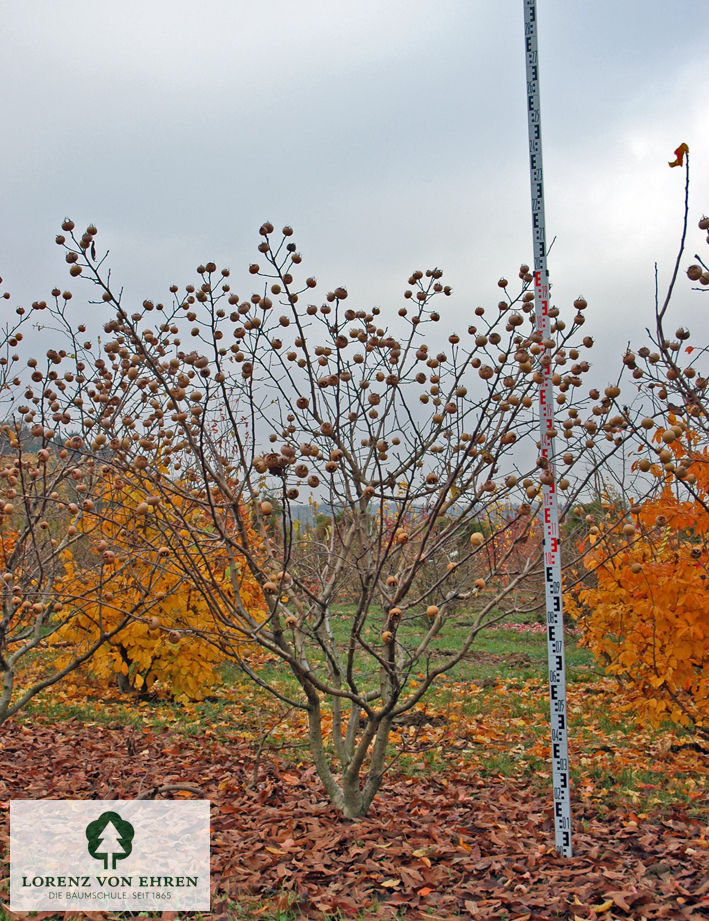 Mespilus germanica | Baumschule LvE