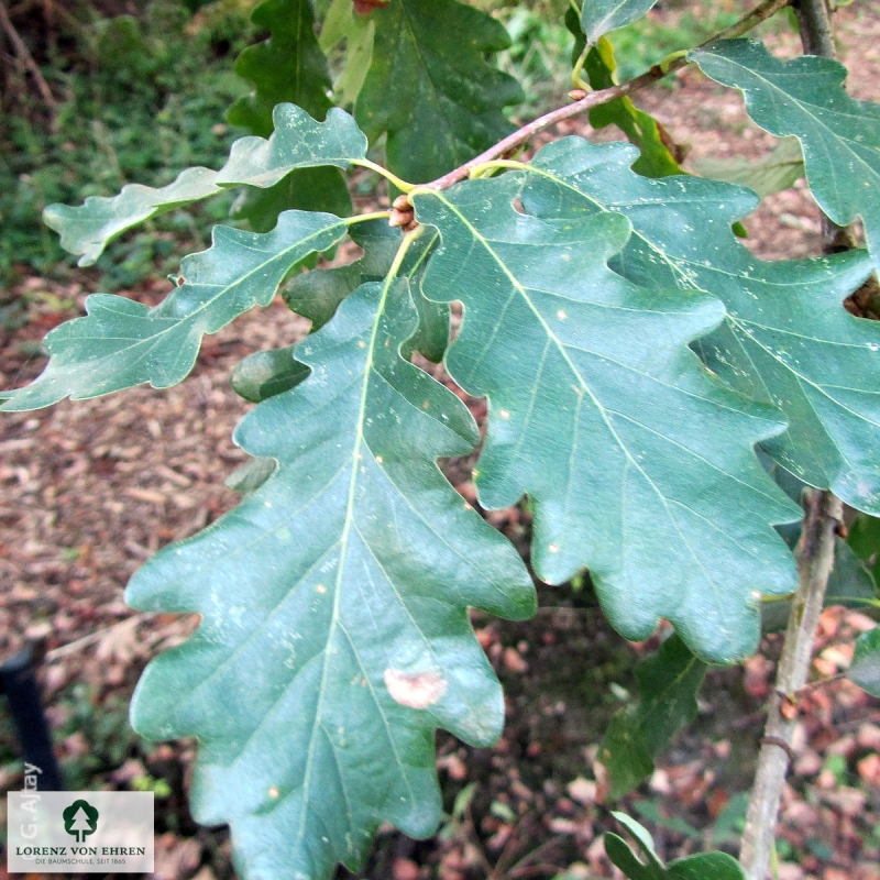 Quercus petraea | Baumschule LvE