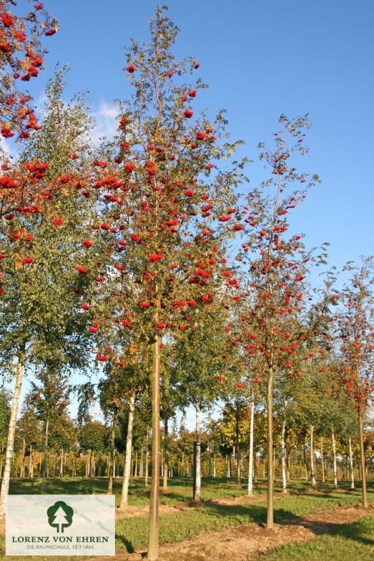 Sorbus aucuparia | Baumschule LvE