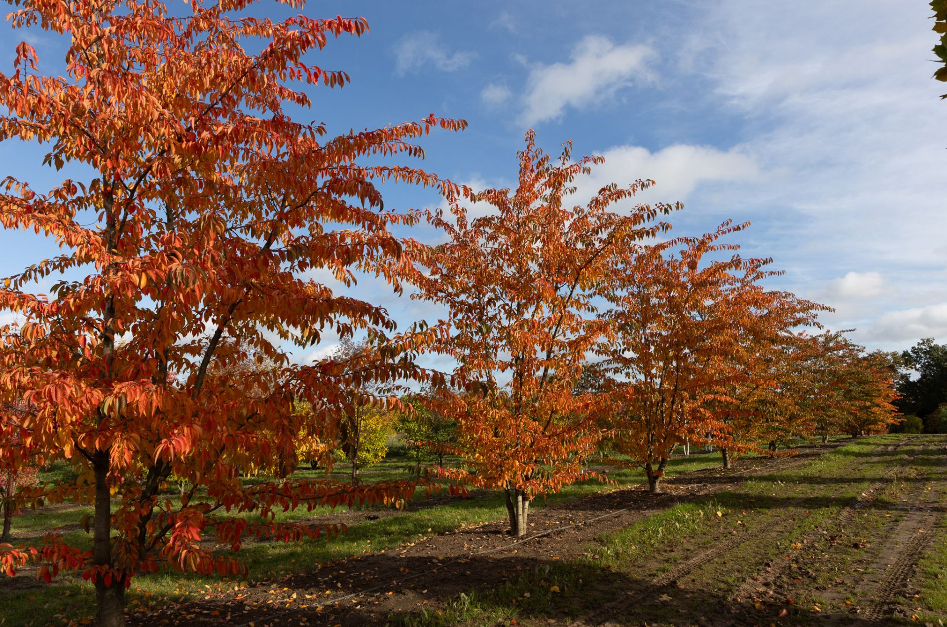 Prunus yedoensis kaufen