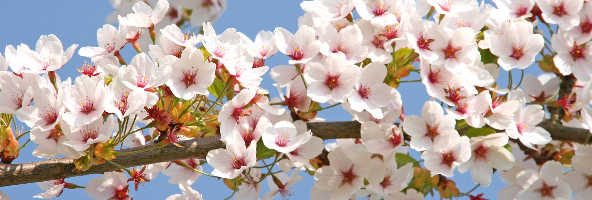 Prunus yedoensis kaufen