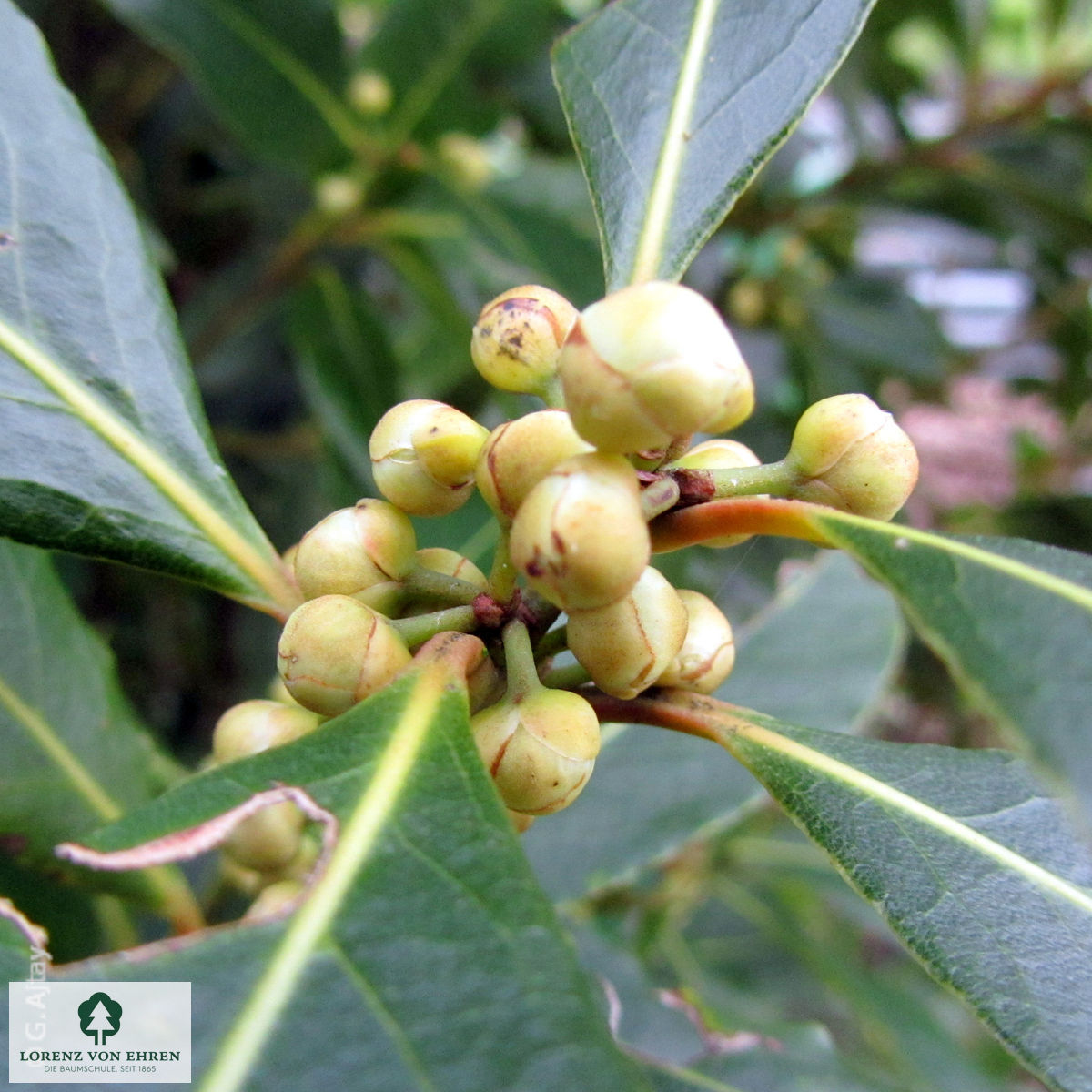 Laurus nobilis | Baumschule LvE