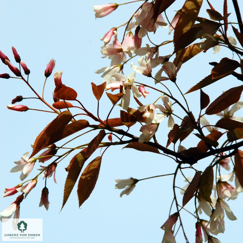 Amelanchier arborea 'Robin Hill' | Baumschule LvE