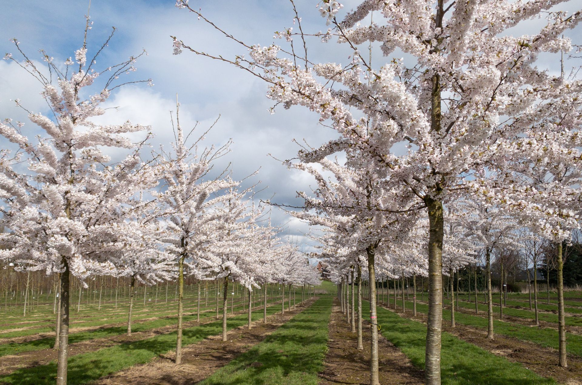 Prunus yedoensis kaufen