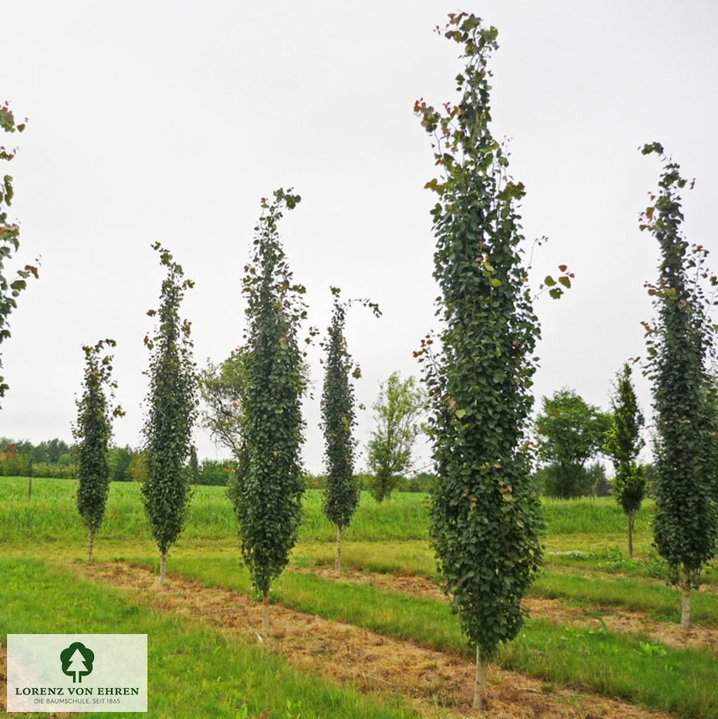 Populus tremula 'Erecta' | Baumschule LvE