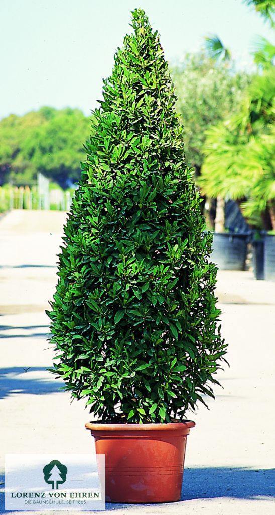 Laurus nobilis | Baumschule LvE