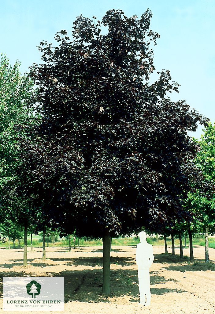 Acer Platanoides Faassens Black