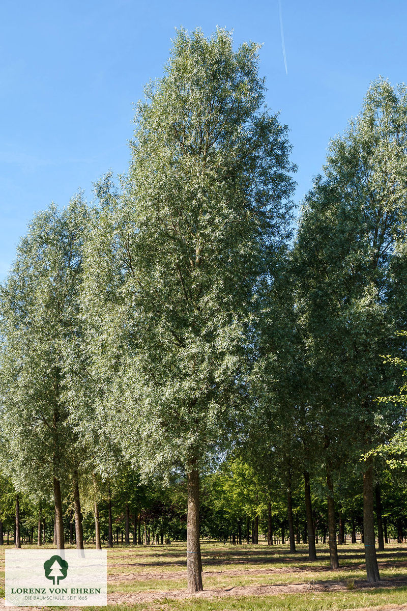 Salix: Alle Sorten & Arten